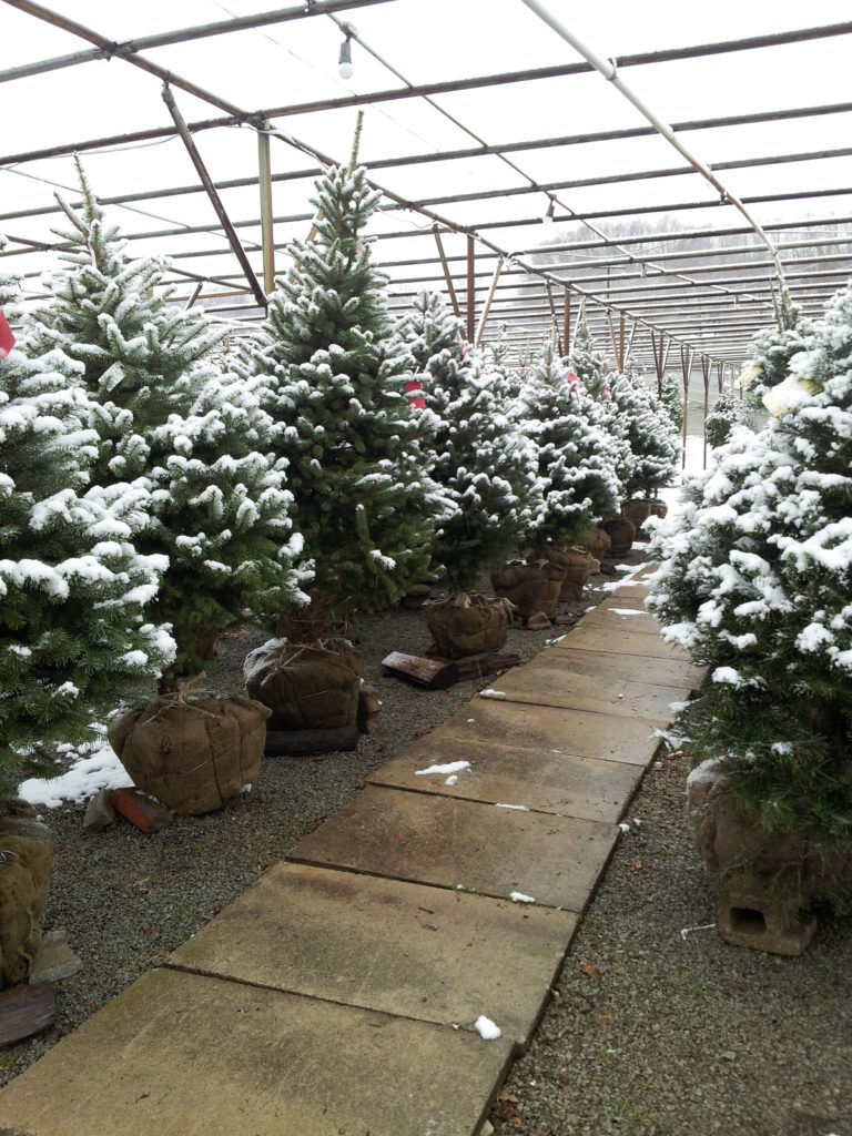 Live Christmas Trees – Jason Wilkinson Nursery