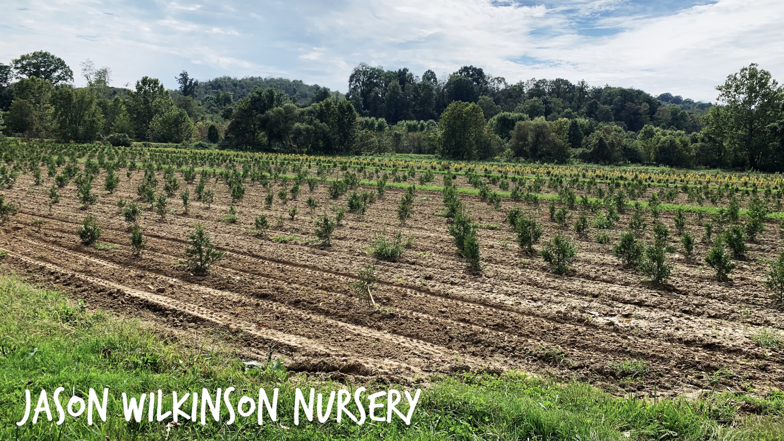 The PlantDemic – Jason Wilkinson Nursery